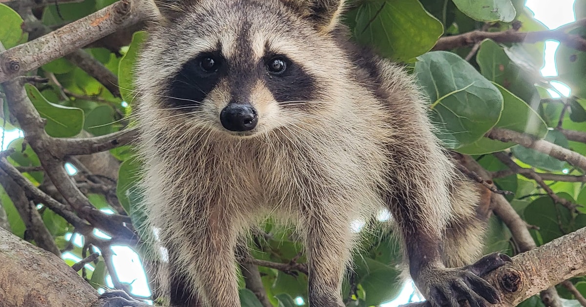 Raccoon Island: Exploration on SUP/Kayak | GetYourGuide