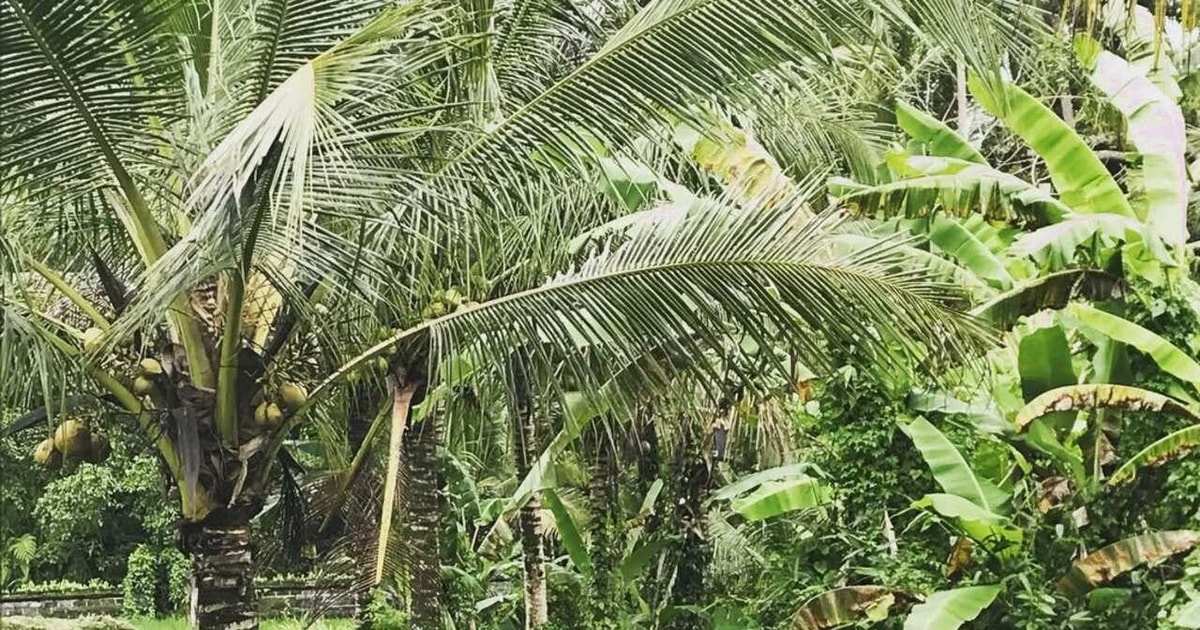 Bali: Ubud Electric Fat goBike Tour with Lunch & Pickup | GetYourGuide