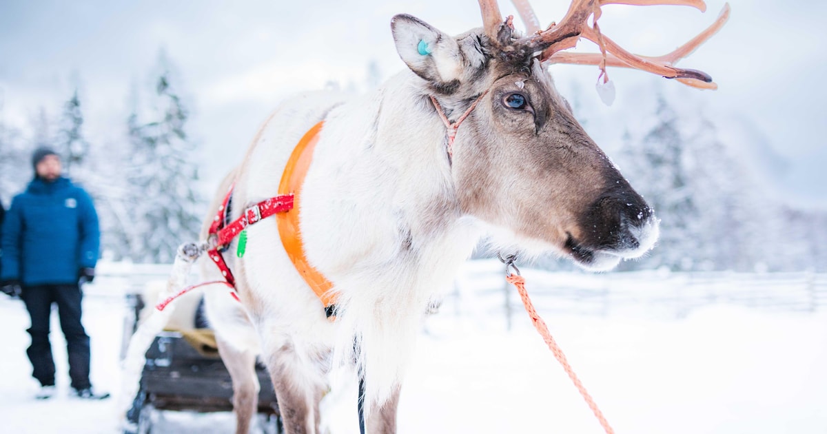 Levi: Authentic Reindeer Sled Ride with Photographer | GetYourGuide