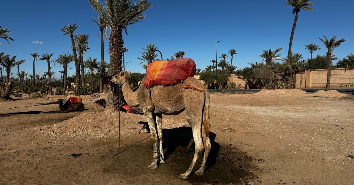Camel Ride Marrakech with lunch ( Local Restaurant) | GetYourGuide