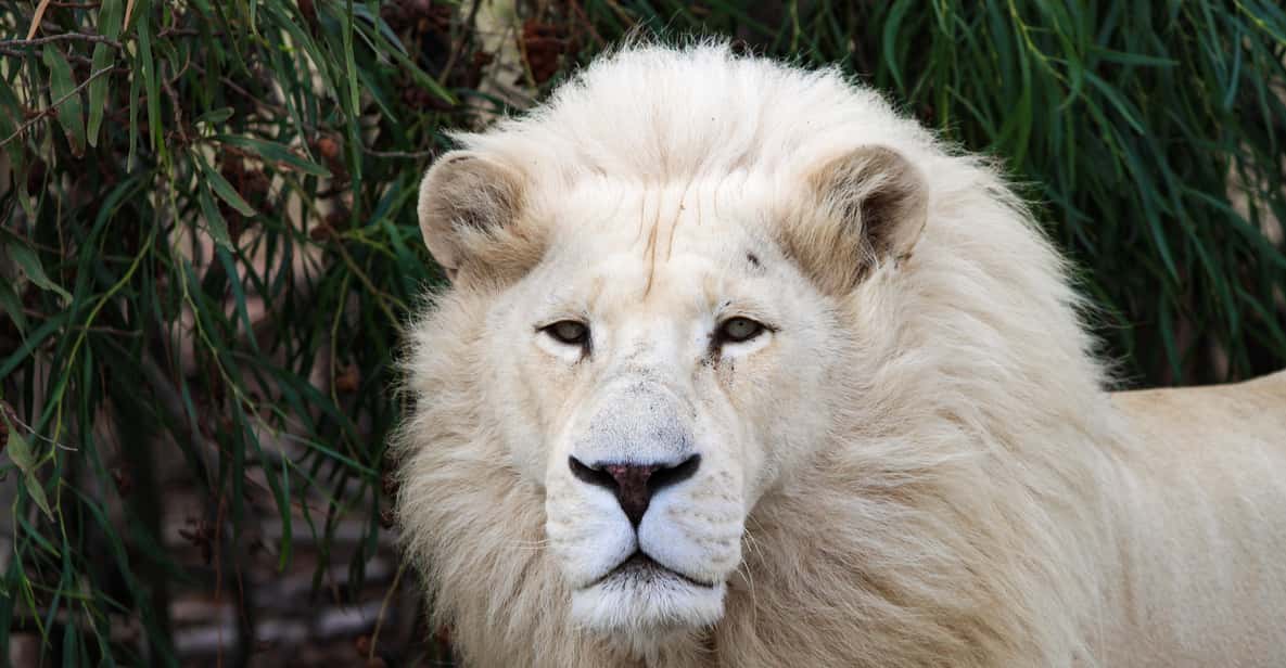 Drakenstein Lion Park Entry Ticket | GetYourGuide