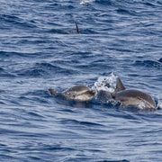 Saint-Raphaël: Dolphin encounter - 2026 (Verified Reviews)