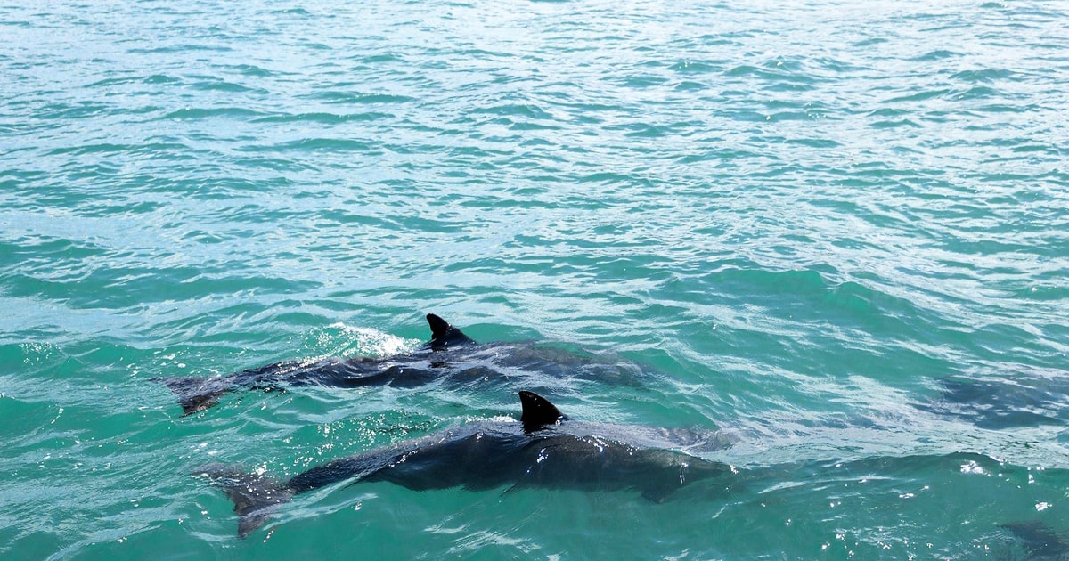 Muscat: 2-Hour Dolphin Watching Experience | GetYourGuide
