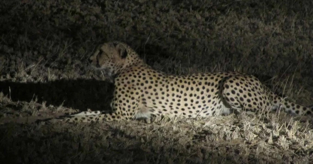 Zambezi Night Game Drive | GetYourGuide