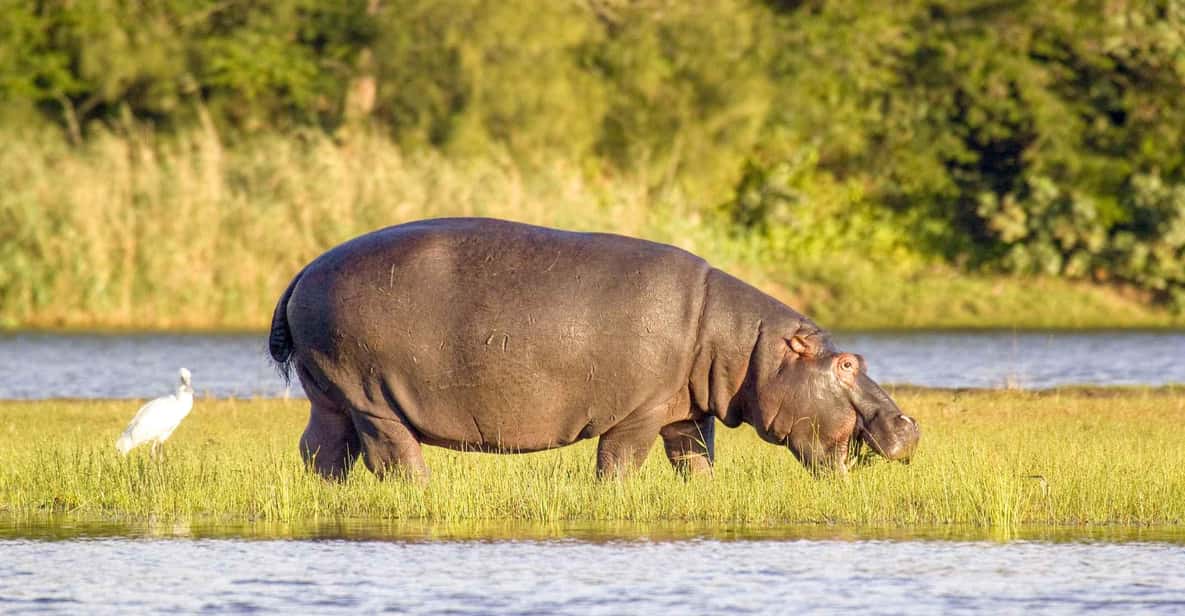 HalfDay Hippo & Croc Boat Cruise Isimangaliso f Richards Bay | GetYourGuide