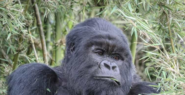 Nationaal Park Volcanoes, Rwanda in Musanze District bezoeken? Nu ...