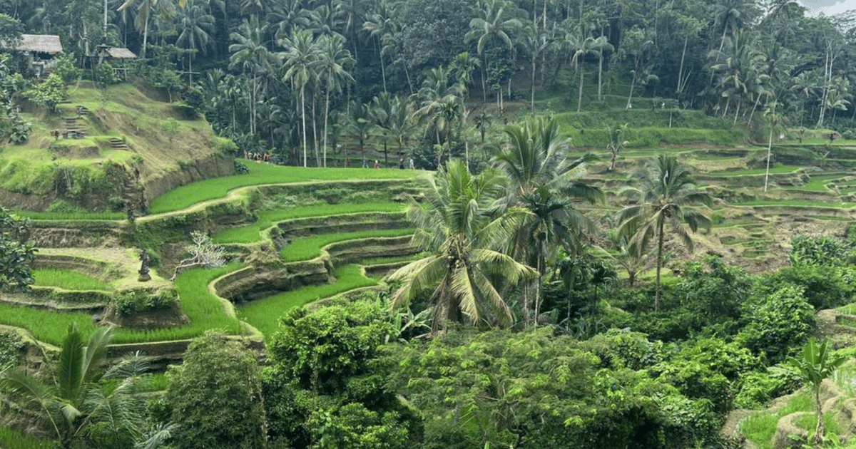 Bali: Ubud Rice Terrace, Waterfall, Water Temple and Volcano | GetYourGuide