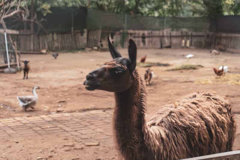 Caffarella Park: Rome's Secret Urban Hiking Paradise | GetYourGuide