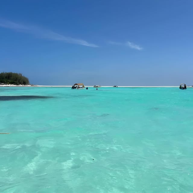 dolphin tour at mnemba island | GetYourGuide