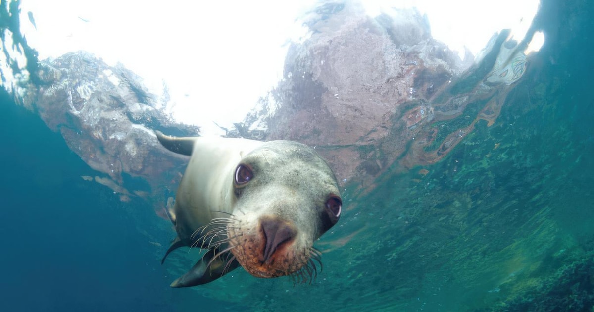La Paz: Sea Lion Snorkeling at Espirtu Santo Island | GetYourGuide