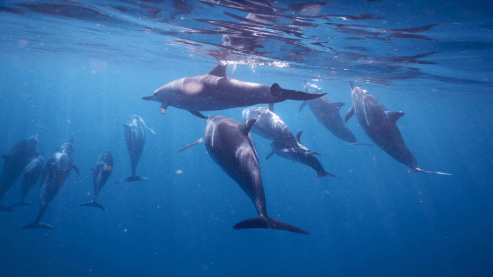 Privat tur til Île aux Bénitiers: Delfin-snorkling og hummer | GetYourGuide