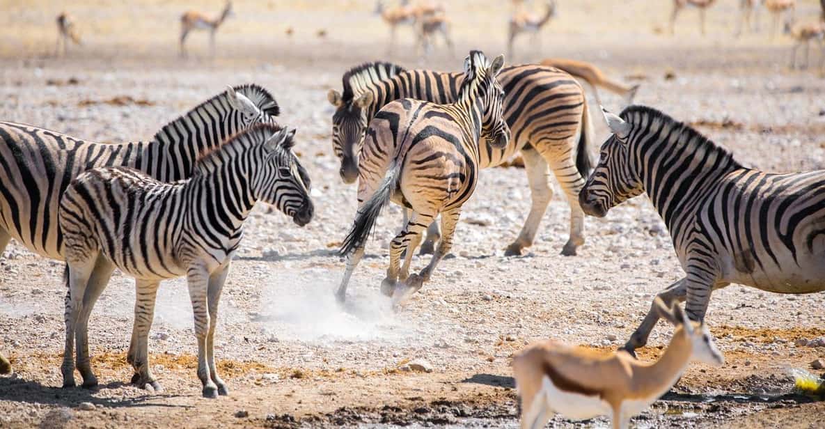 Dar es Salaam: 1 dag Mikumi safari (SGR VIP-trein transfer) | GetYourGuide