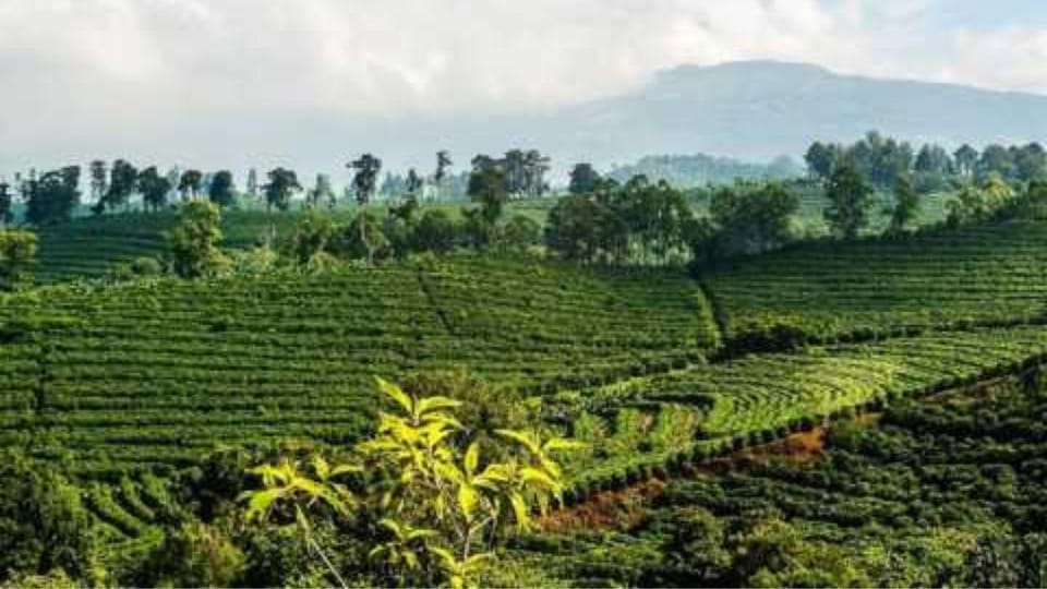 Tour del Café Doka + Volcán Poás + Cascada de La Paz | GetYourGuide