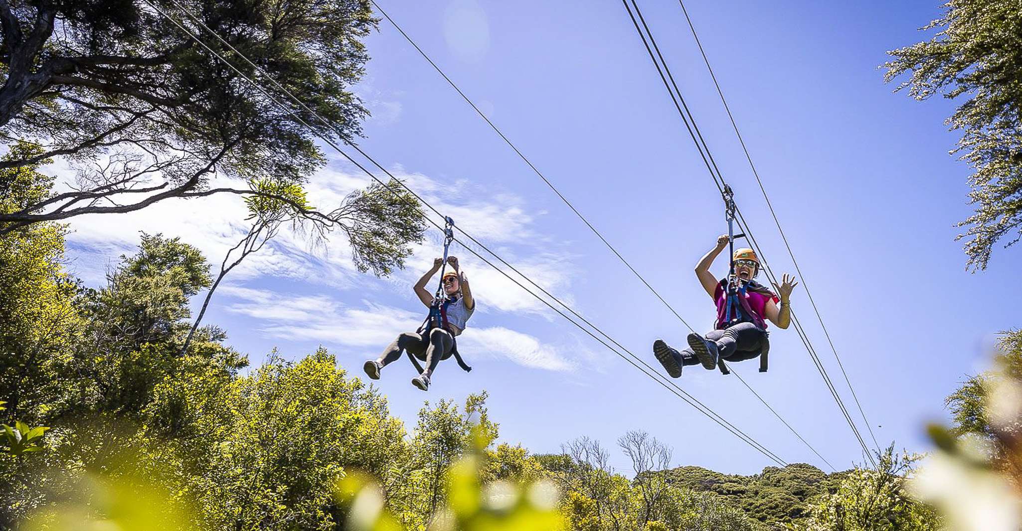 Waiheke Island, Zipline and Native Forest Adventure Trip | Adventure in ...