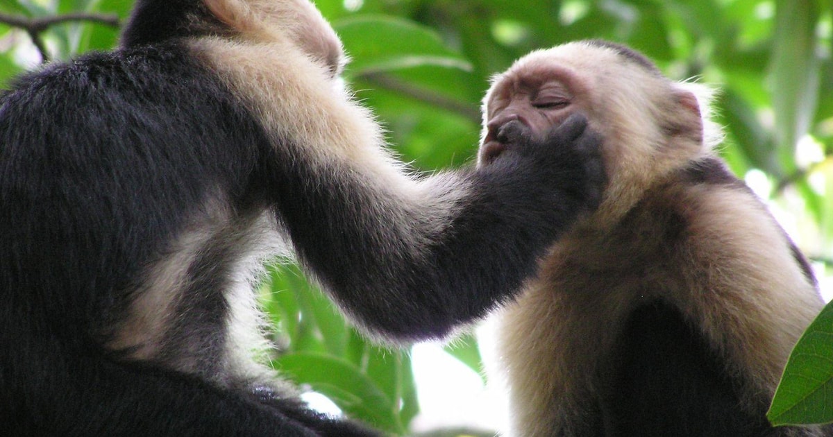 Costa Rica Mangrove Monkey Tour | GetYourGuide