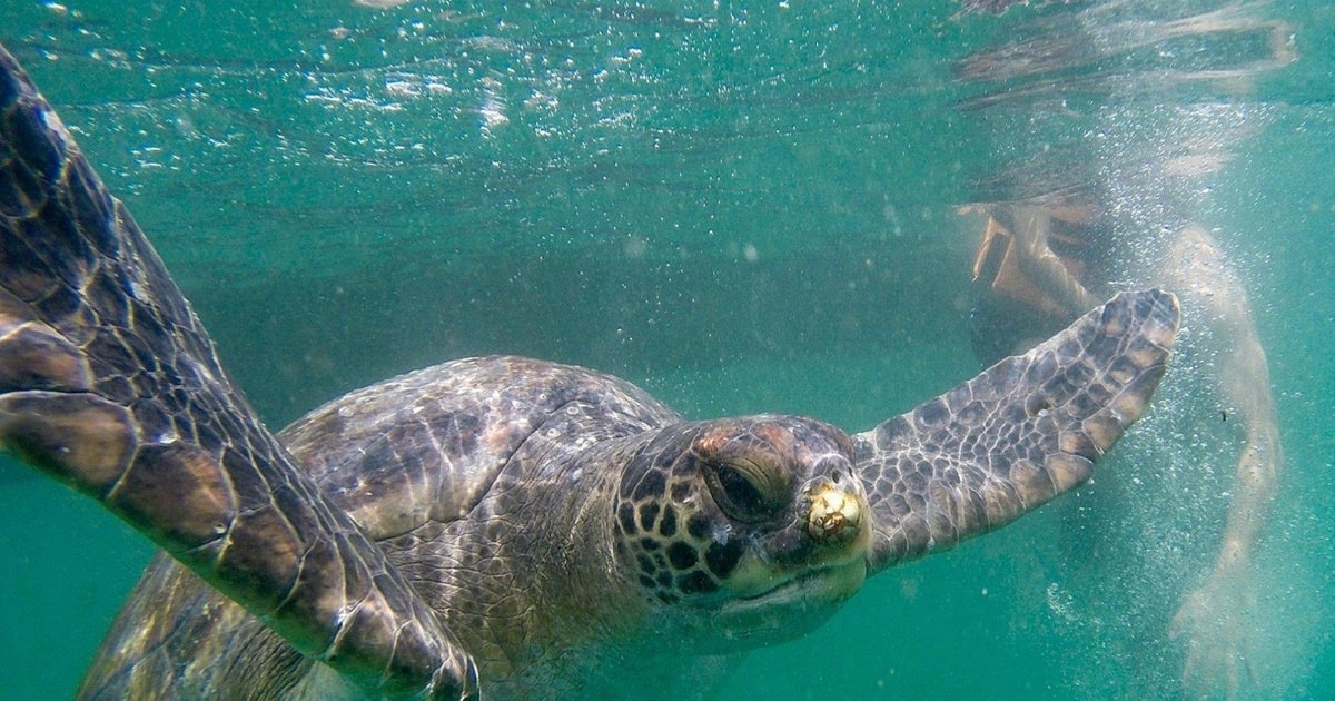 Swim with Turtles and Coastal Ride | GetYourGuide