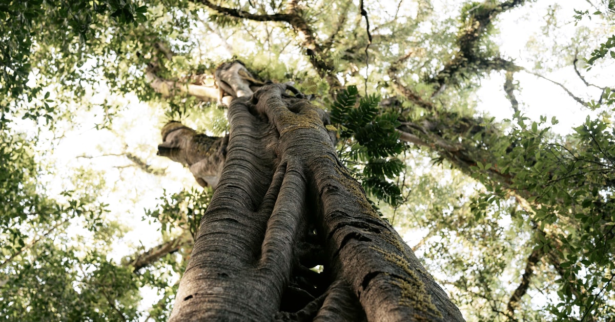 Munduk: Forest Trek & Ancient Lake Tamblingan Adventure | GetYourGuide