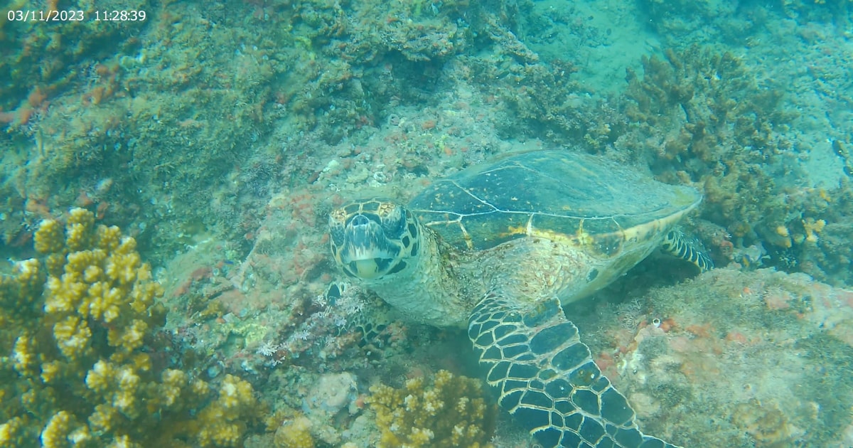 Osa : plongée à l'île Caño et promenade à Marino Ballena | GetYourGuide