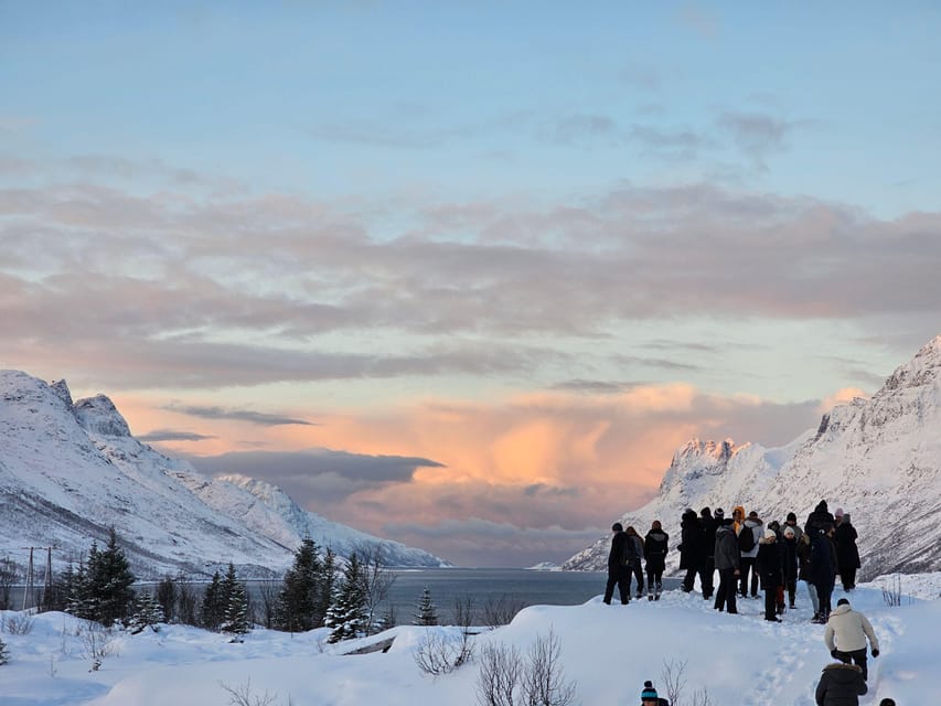 From Tromsø: Arctic Wildlife & Fjord Sightseeing Tour by Car | GetYourGuide