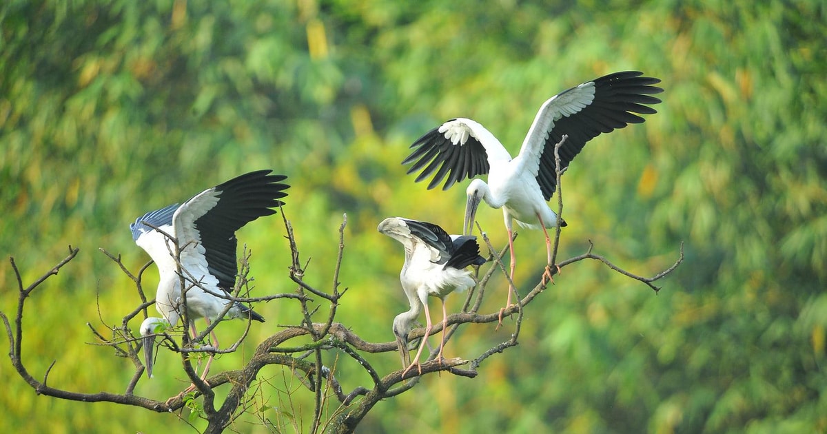Tam Coc, Bich Dong, Thung Nham Bird Park, Mua Cave Tour | GetYourGuide