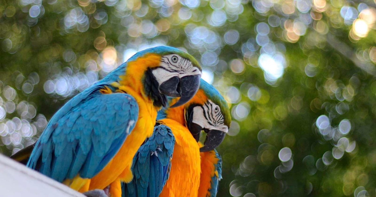 Iquitos : Selva Amazónica - Viaje 4D/3N por la selva tropical ...