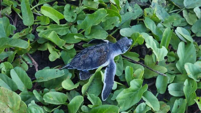 Tortuguero: green sea turtle night tour | GetYourGuide