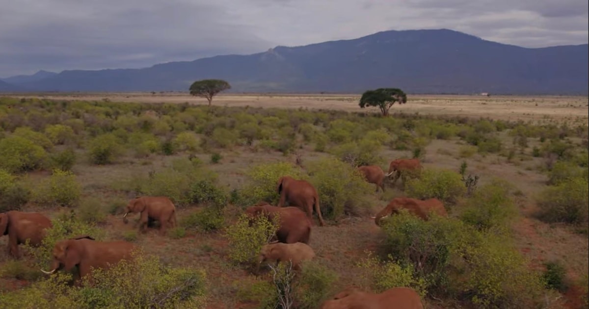 Kenya : 1 jour d'aventure safari avec transferts | GetYourGuide