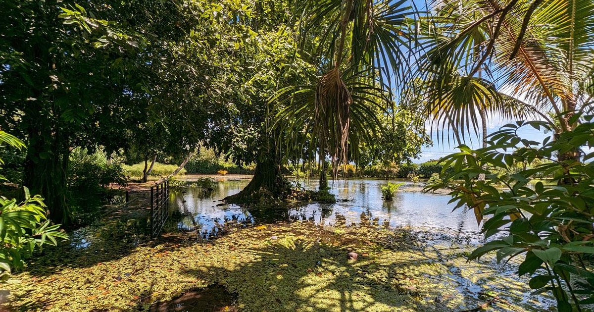 Tahiti Private Half Day Tour. Nature, history and culture | GetYourGuide