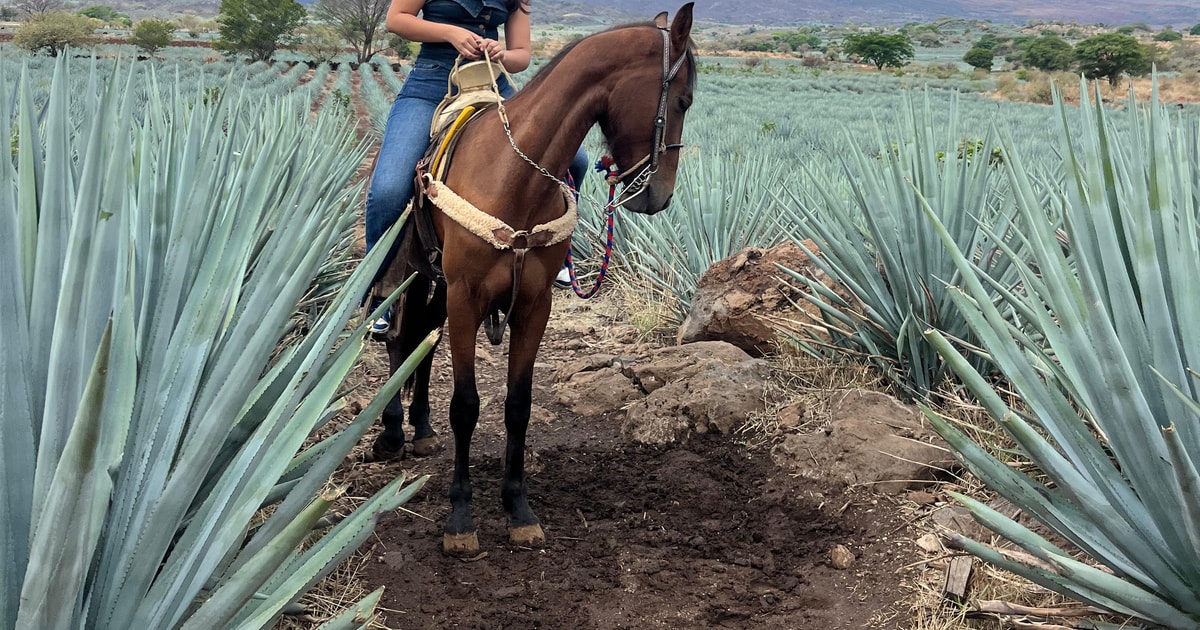 Tequila Route: Tradition, Agave, and Culture | GetYourGuide