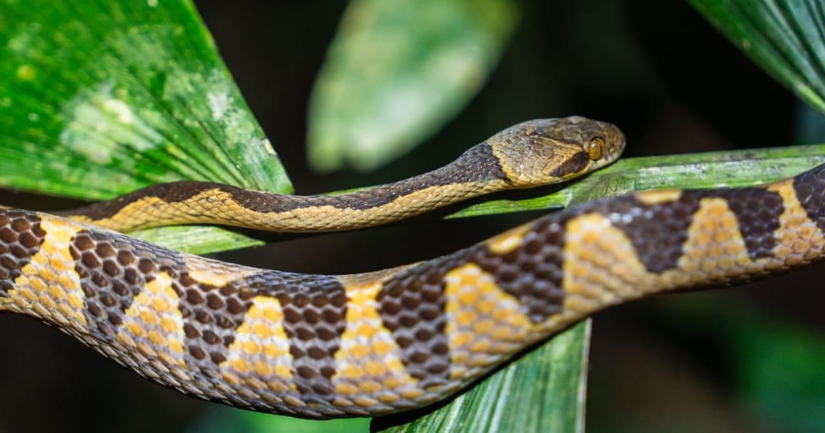 Jungle Night Walk/ Nocturnal wildlife and jungle sounds | GetYourGuide