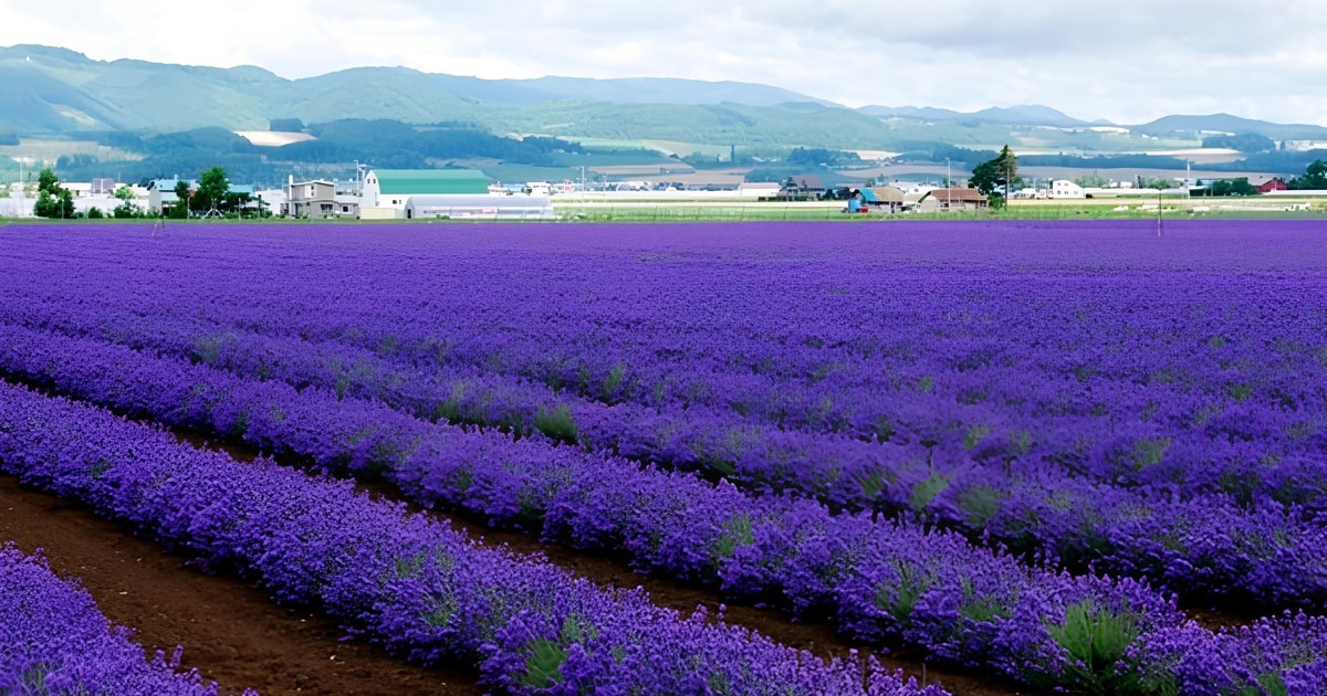 Furano：One-day Sightseeing by Private Tour | GetYourGuide