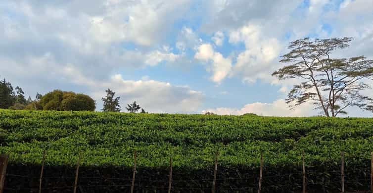 From Nairobi: Kiambethu Tea Farm Tour | GetYourGuide