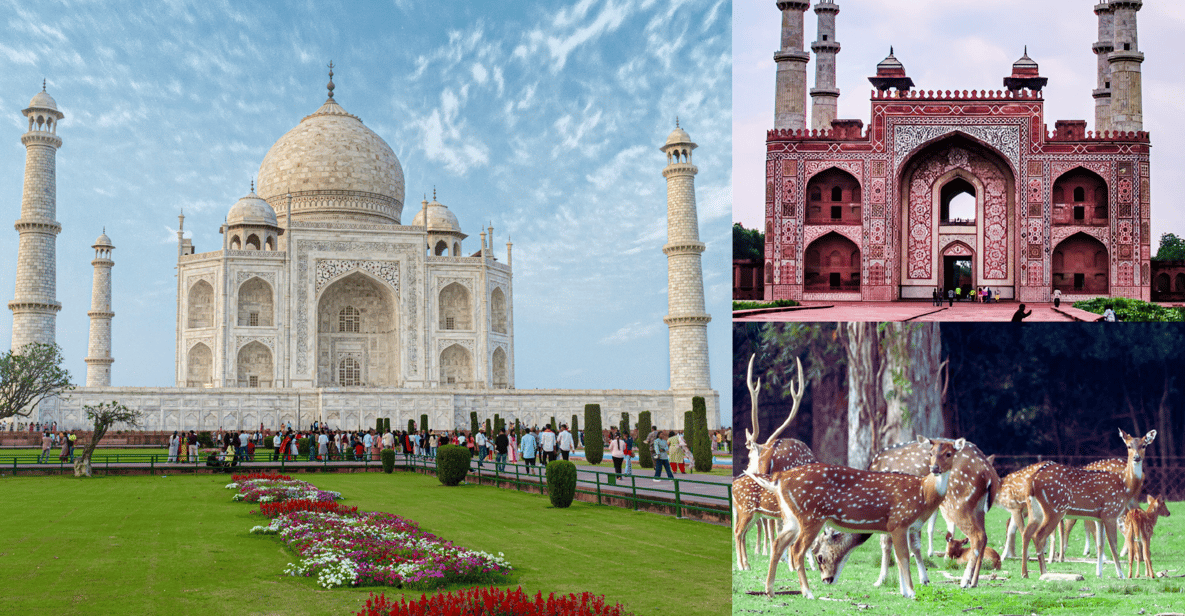 From Delhi: Taj Mahal, Agra Fort & Akbar's Tomb Day Trip | GetYourGuide