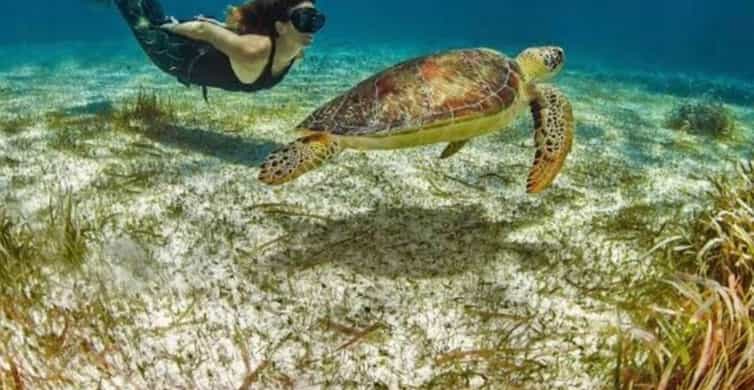 Mahahual: Snorkeling on the Great Mayan Reef | GetYourGuide