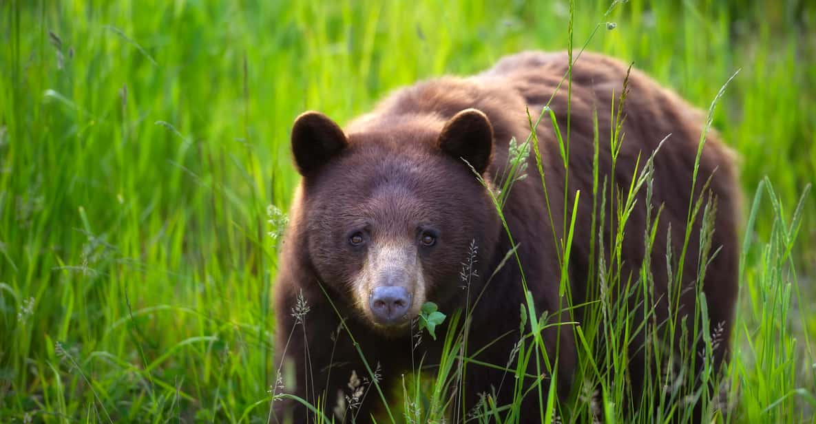 Whistler: Morning with the Bears Land Rover Scenic Tour | GetYourGuide