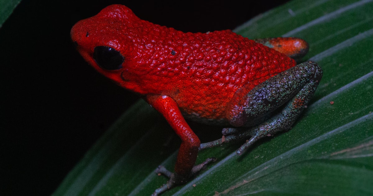 Night tour guided experience Uvita | GetYourGuide