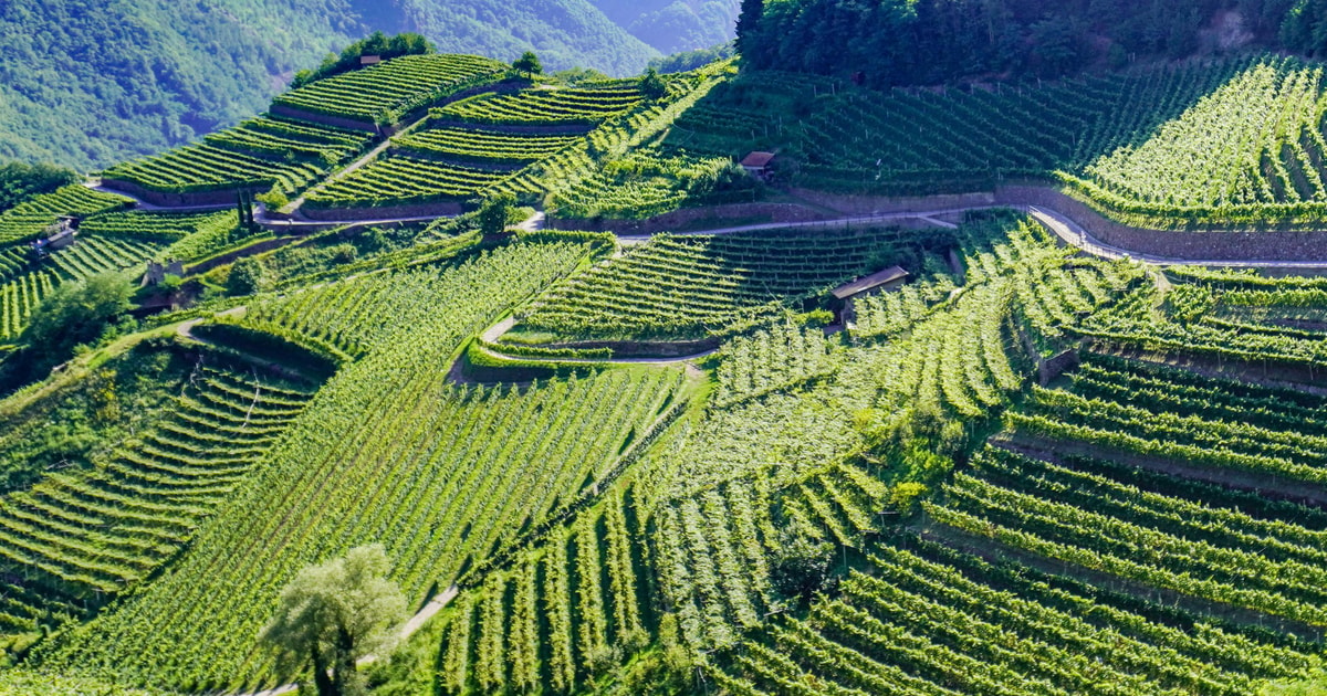 vineyard experience | GetYourGuide
