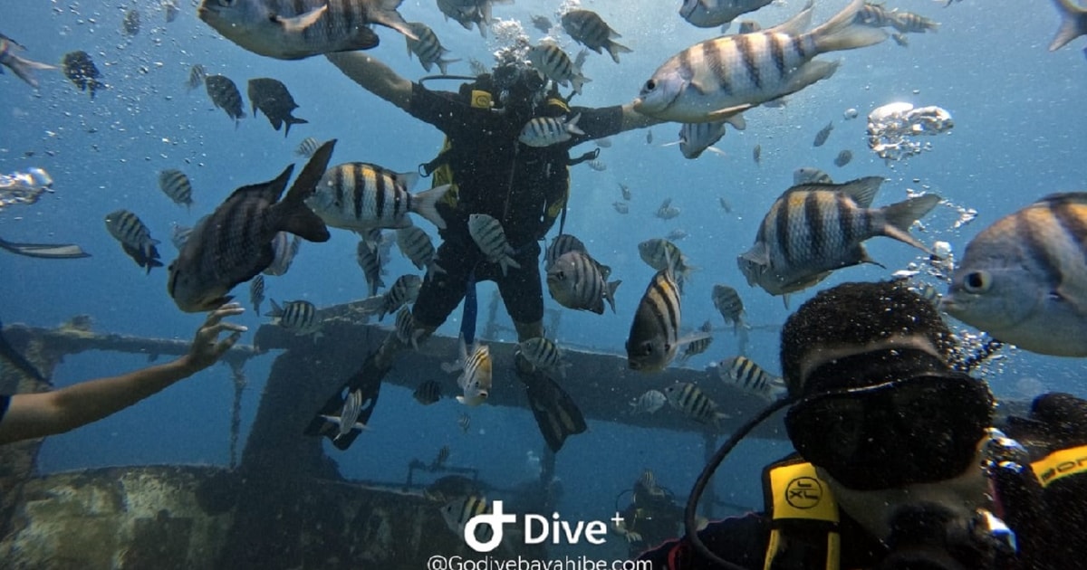Bayahibe: Duikinitiatie door Go Dive Bayahibe | GetYourGuide