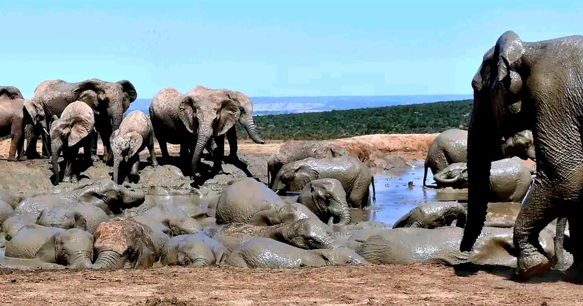 Addo Wildlife Reserve And Addo Elephant Park Safari | GetYourGuide