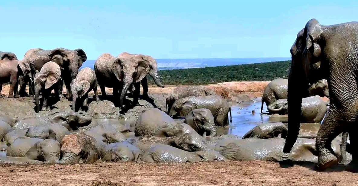 Safari de tiro duplo: Parque Nacional Addo Elephant | GetYourGuide