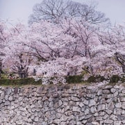 Himeji: Private Guided Tour with Castle & Temple Visit - 2026 (Verified ...