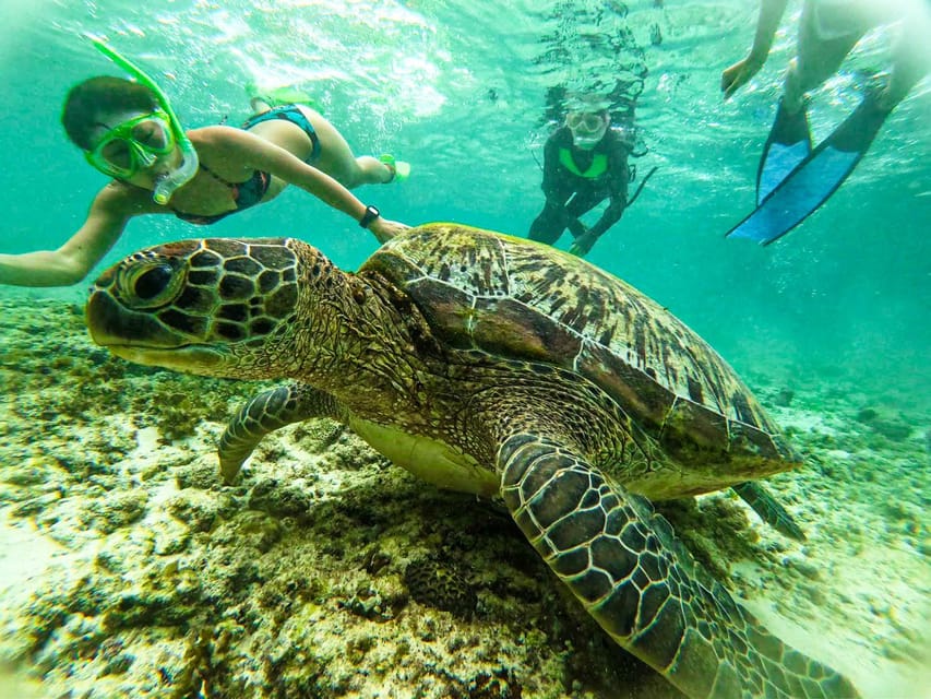 Kawasan Canyoning en Moalboal Sardine Run, Zeeschildpadden Tour ...