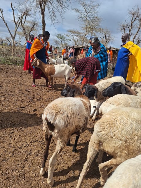 Excursión de un día a la aldea masai desde Nairobi | GetYourGuide