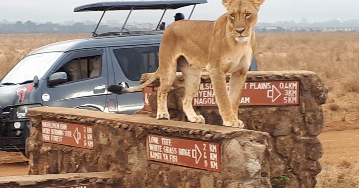 Nairobi National Park Halbtages-Pirschfahrt | GetYourGuide