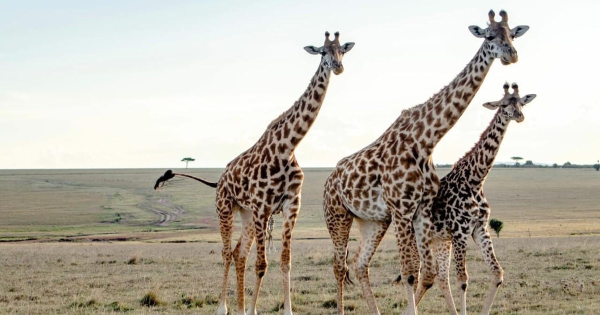 Giraffe Center City Day Tour | GetYourGuide