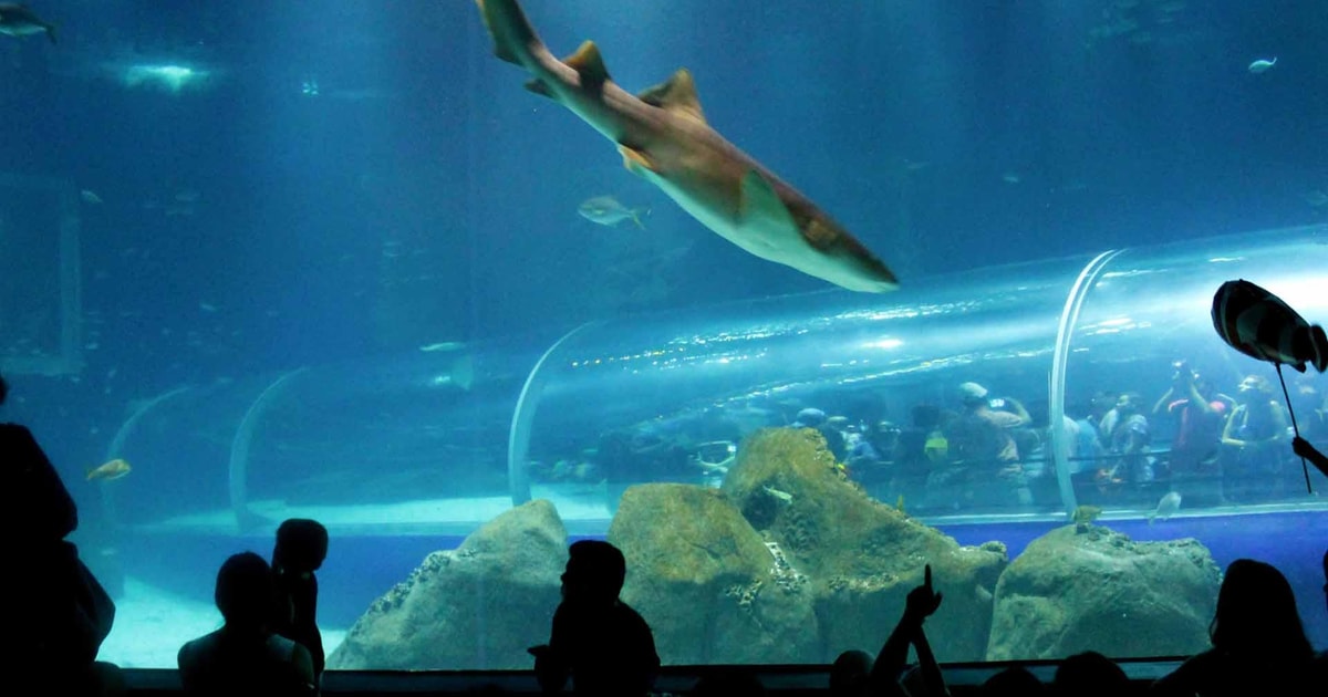 Ontdek AquaRio & Olympic Boulevard: Zeeleven en kunst | GetYourGuide