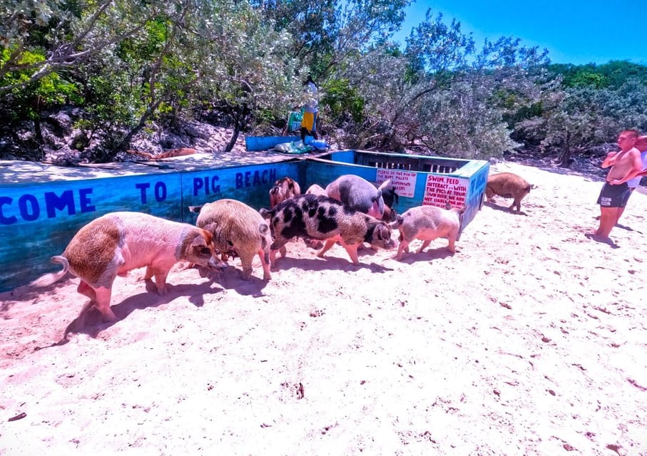 From Exuma: Private Swimming Pigs Tours - Exuma, Bahamas | GetYourGuide
