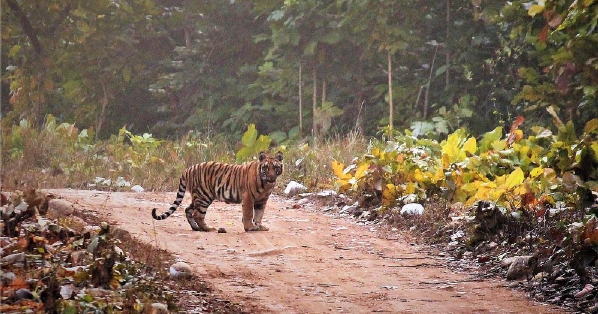 Parc national Rajaji le même jour à partir de Chandigarh | GetYourGuide