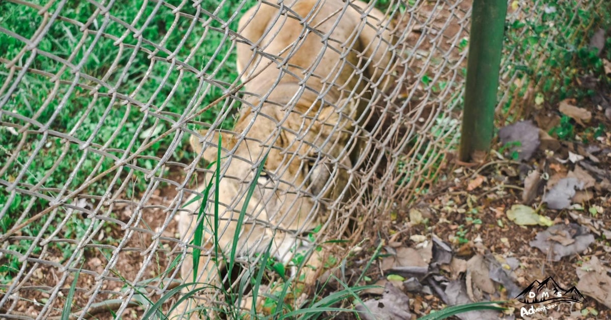 Nairobi: Safari Walk and Giraffe Center Day Tour | GetYourGuide