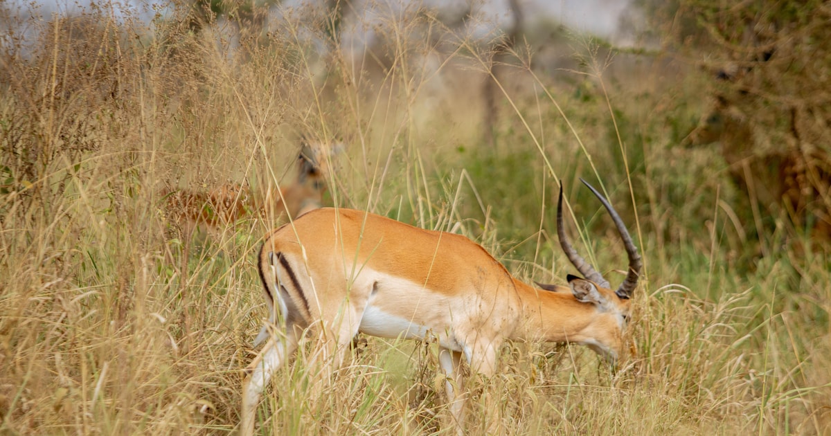 Moshi/Arusha: Lake Manyara National Park Day Trip with Lunch | GetYourGuide